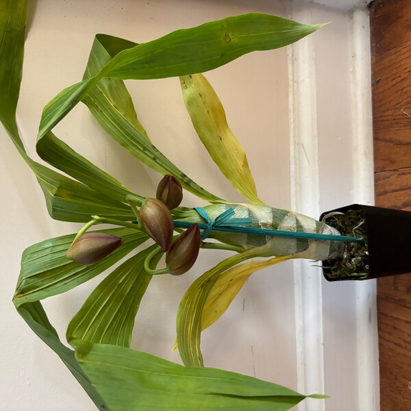 Cycnodes Taiwan Gold 'orange' (cycnoches Chlorochilon × Mormodes Badia ...