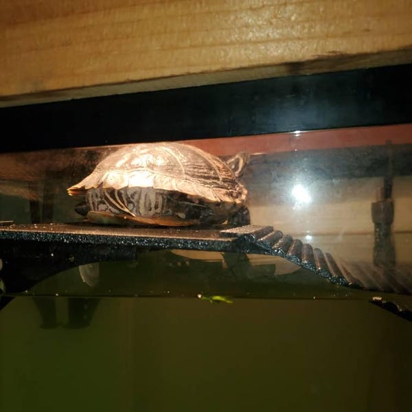 Turtle Basking Dock Turtle Dock Turtle Basking Platform Turtle Basking ...