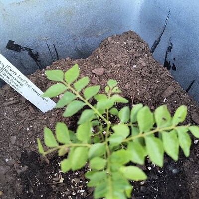 Curry Leaf Tree sweet Neem Live Plant - Etsy