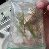 Live Frag Purple Fauchea Macro Algae Marine Saltwater Plant Reef ...