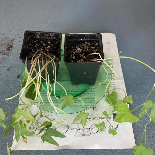 Blushing Lilac Cuttings 'krasavitsa Moskvy' Live Plant Cutting No Roots ...