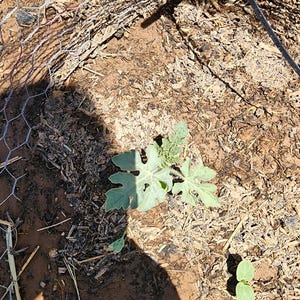 25 Dosakkai INDIAN Heirloom Cucumber Seeds; Dosakai, Sambhar Dosakaya ...