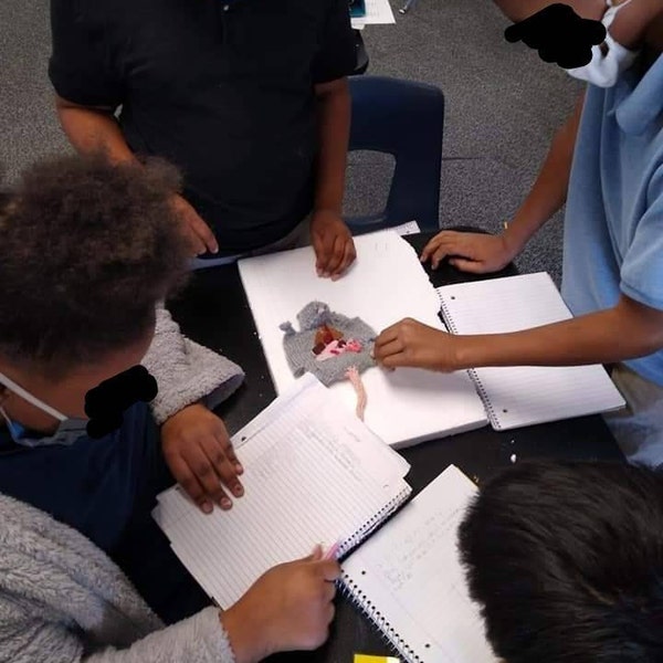 Knitted Dissected Bat Specimen - Etsy