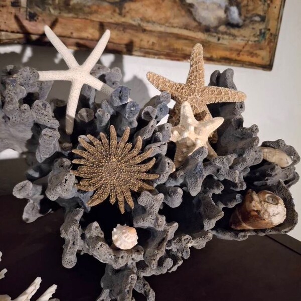 Sand Spotted Tan Weevil Beetle Rhinoscapha Sp3 Real Insect Bug ...