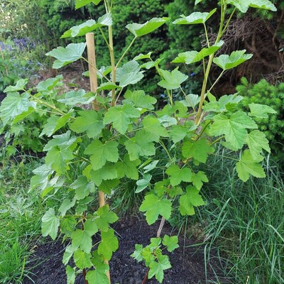 Mulberry contorted Mulberry - Etsy