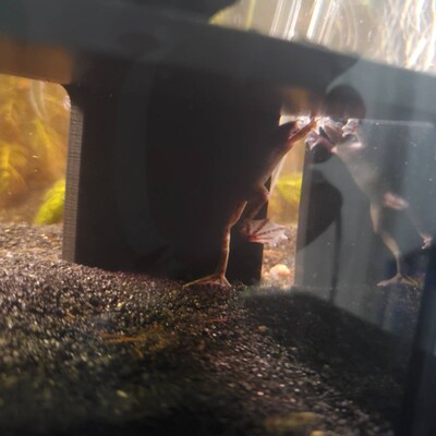 Axolotyl Crayfish Shrimp Aquarium Corner Cave Hide With Viewing Window ...