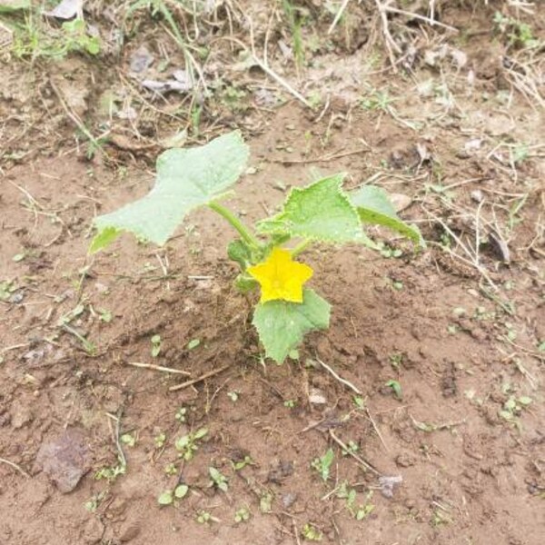 Heirloom Persian Cucumber Seeds - Fresh Seeds Grown and Harvested in ...