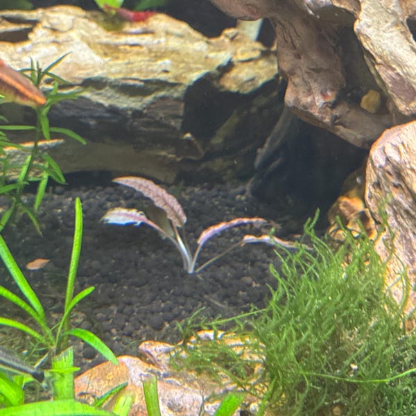 1 Pink Flamingo Crypt Plant! Live Aquarium Plants! Free S/h Live ...