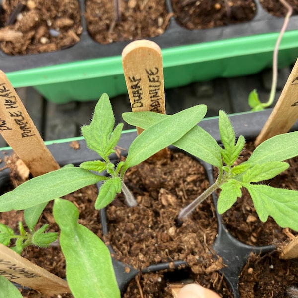 Midnight Sun Tomato, 20 Seeds - Etsy