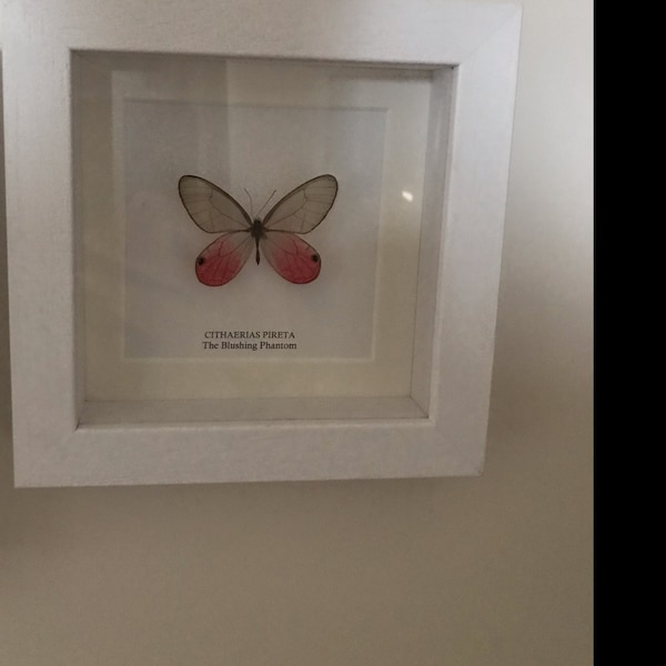The Blushing Phantom Butterfly in Box Frame (cithaerias Pireta) - Etsy
