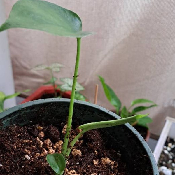 Monstera Deliciosa swiss Cheese Plant Starter Plant. ALL Starter Plants ...