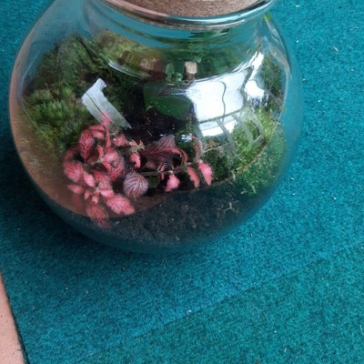 Plant Terrarium Kit Palm 3 Terrarium Plants Closed Terrarium Plants Do ...