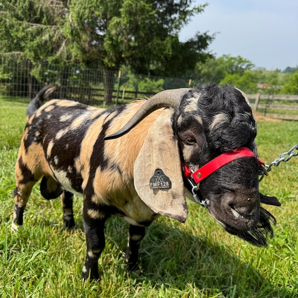 LAMB HALTER | "duo" | Stock Show | Show Lamb | - Etsy