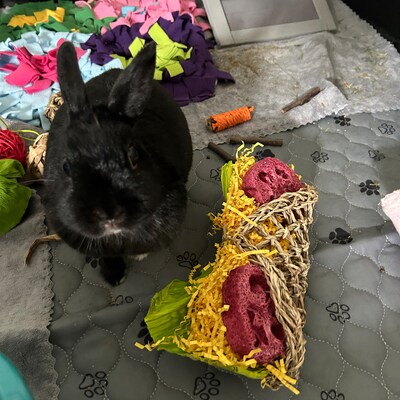 Gideons Hideout Cardboard House for Rabbits Hideout and Chew - Etsy