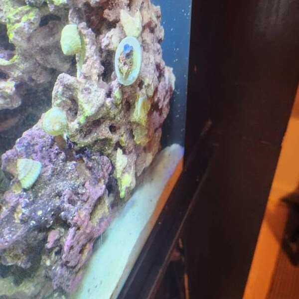 Rainbow Galaxea Live Saltwater Coral by Coralslover - Etsy