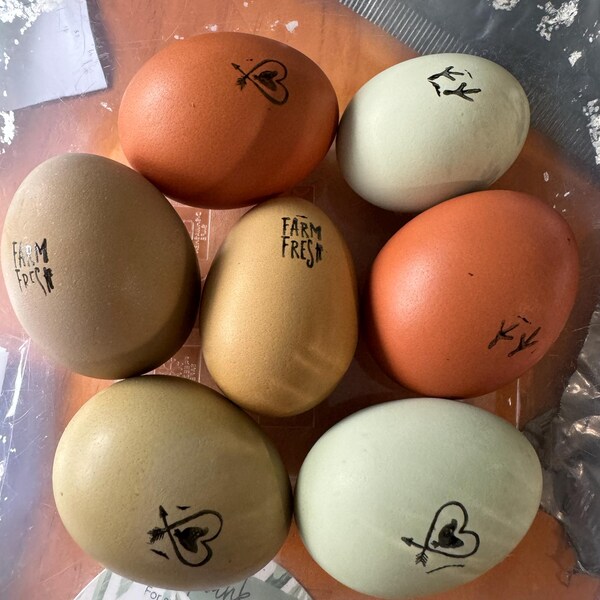 White Silkie Bumper Sticker Chicken Sticker Chicken Coop Sticker Cute ...