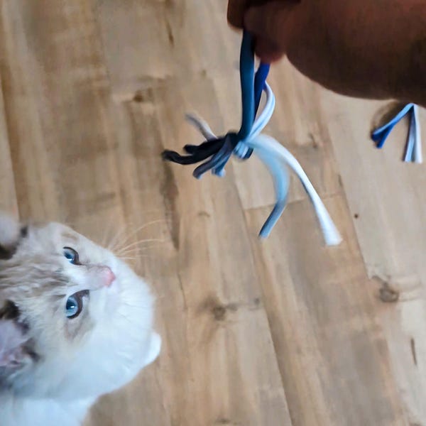 New York Giants Themed 8 Inch Cat Kickers Cat Toy Made With or Without ...