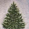 Small Winter Tree Machine Embroidery Design - 5 Sizes - Etsy