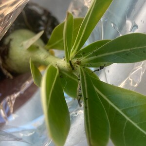 1 Grafted Doubleblack Purple Adenium - Etsy