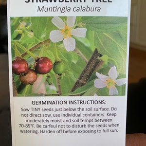 Che Tree Seeds cudrania Tricuspidata Packet of 5 Seeds | Etsy