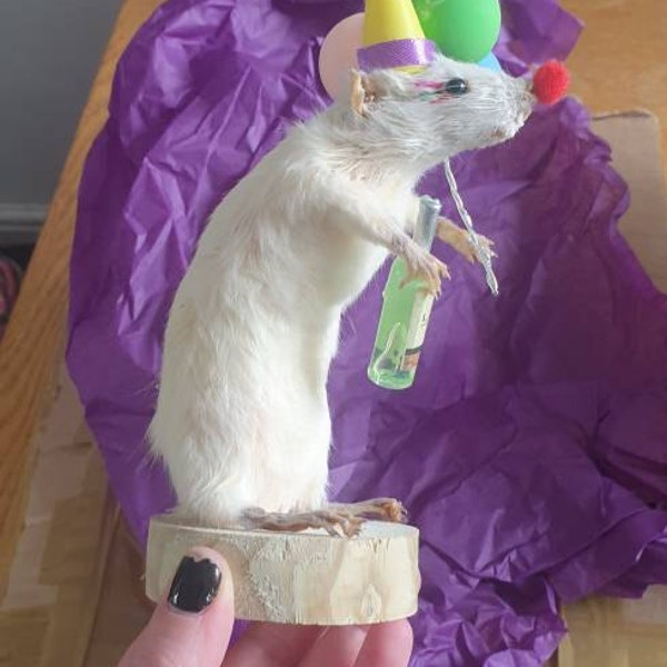 Taxidermy Mouse With Accoustic Guitar Curiosity, Novelty, Unique ...