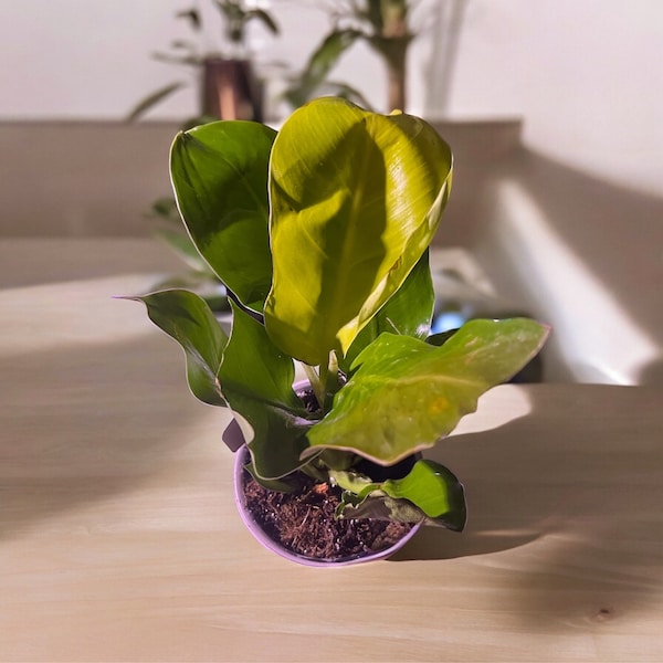 Bubbleblooms Philodendron Moonlight in a 4 Inch Pot Philo Moon Light ...