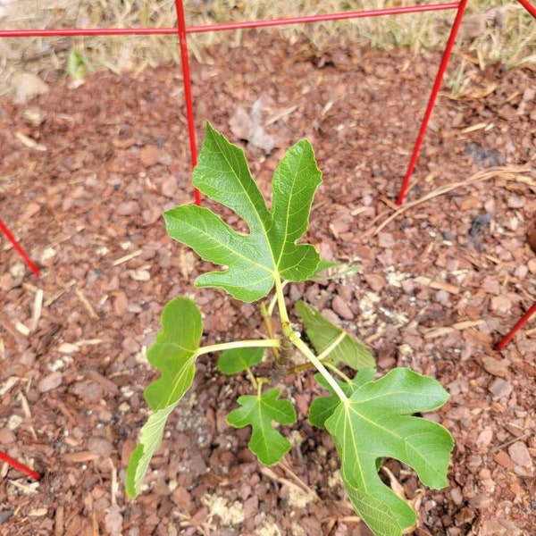 Knitting Pattern, DIY, Lighthouse Illusion Beanie Knitting Pattern ...