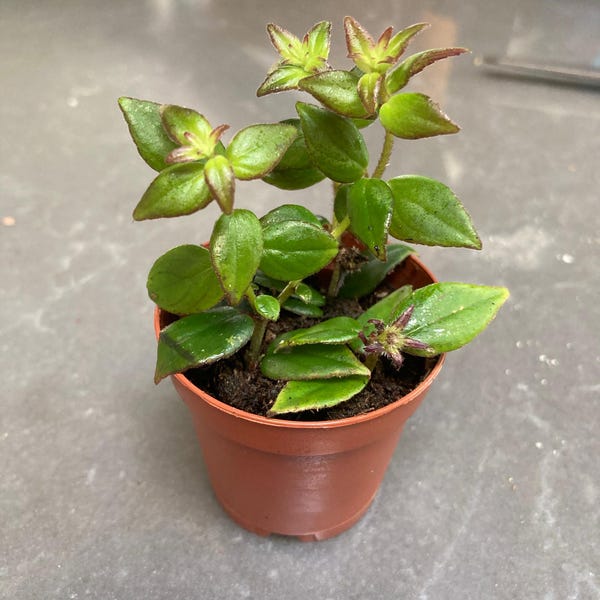 Columnea Gloriosa “flying Goldfish Plant” Starter Plant **(ALL Plants ...