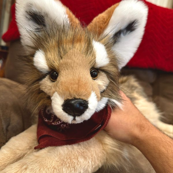 Made to Order NOT in Stock Life-size Common Genet Plush Made of Luxury ...