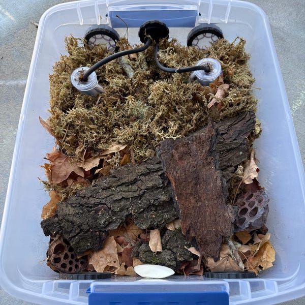 Terra-pod, Slow Wicking Ollas Style Pods for Invertebrate Bins ...