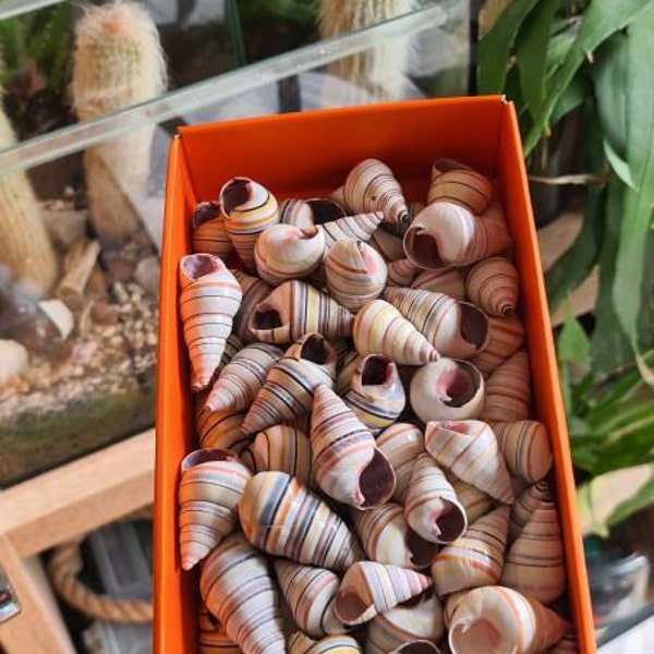 Pale Candy Cane Land Snail (liguus Virgineus) | Caribbean Island Native ...