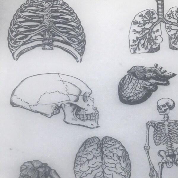 Anatomy Rubber Stamps//skeleton Rubber Stamp//bones Rubber Stamp Set ...