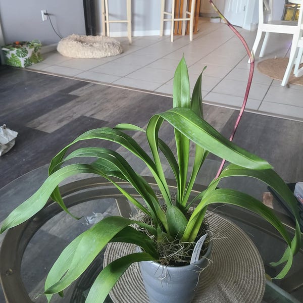 Rlc. Sung Ya Green 'mailman' 2.5 Pot - Etsy