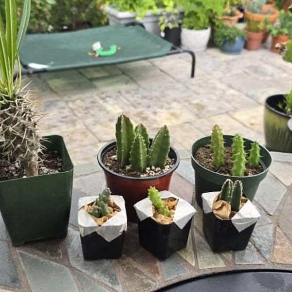 Baby Toes | 2.5 Inch | Fenestraria Rhopalophylla | Mimicry Plants ...