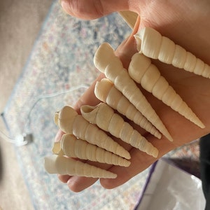 White Screw Shells 3-8cm Unicorn Horns Spiral Shell Beach Wedding ...