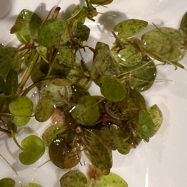 BUY 2 GET 1 FREE Amazon Frogbit (limnobium Laevigatum)-easy Live ...