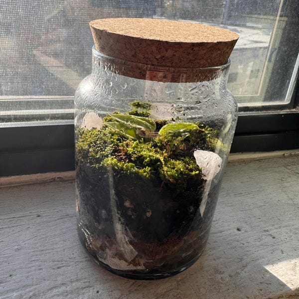 Build Your Own Terrarium Kit | Plant Gift Idea - Etsy