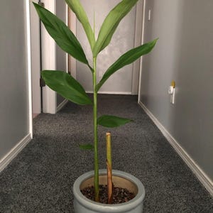 10 Red Custard Apple Seeds, Rare, Exotic and Delicious, Beautiful Fruit ...