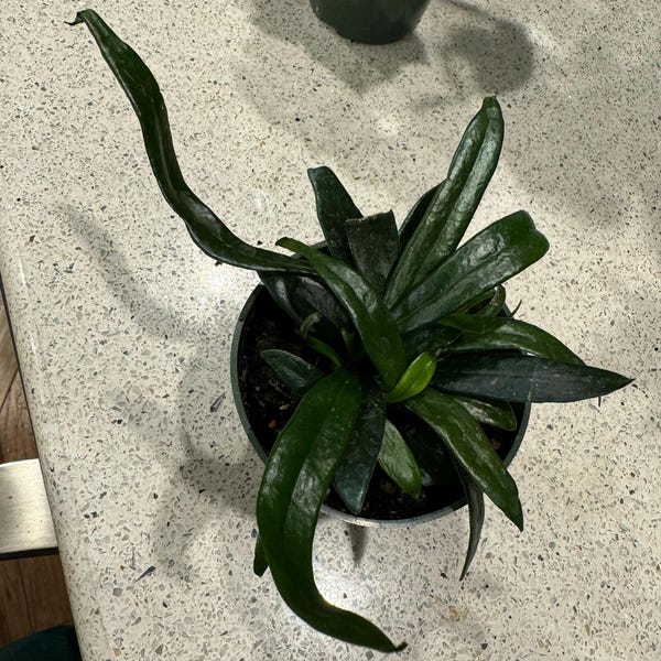 4” BLUE OIL Fern Pot With Multiple Plants and Growth - Rare Microsorum ...