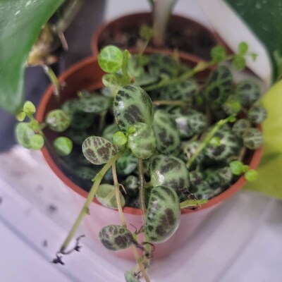 String of Turtles peperomia Prostrata - Etsy