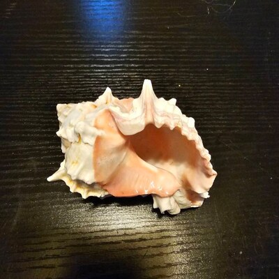 White Bursa Rana Shells 2 3 4/6 PCS Beach Decor - Etsy