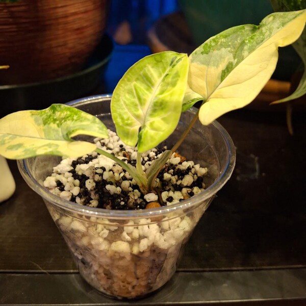 Variegated Maranta Prayer Plants, Beauty Kim Variegated, High ...