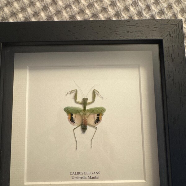 Pink Silkmoth in Baroque Style Frame (automeris Frankae) - Etsy