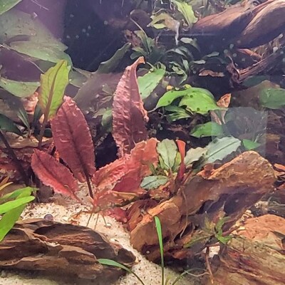 1 Bucephalandra Micro Live Aquarium Plants Free S/h Live Aquatic Plants ...