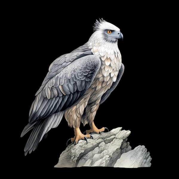 Orca, Dolphin & Shark Clip Art Set, Sea Life, Ocean, Digital Download ...