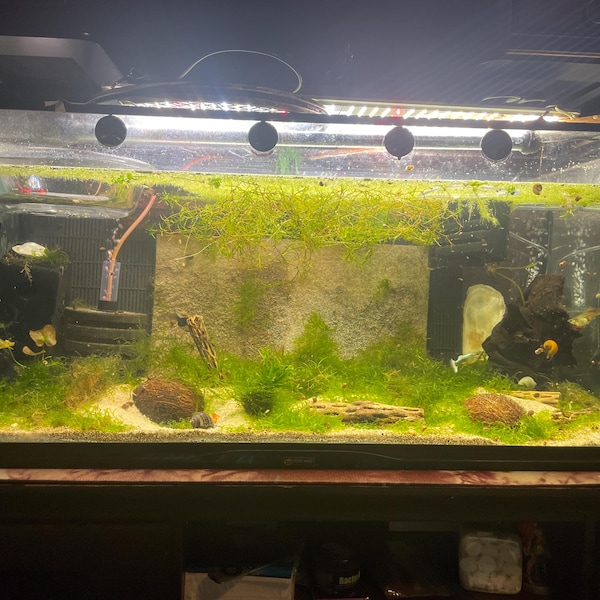 Floating Fish Breeding Mop Live Bearer and Egg Layers Fry Hiding - Etsy