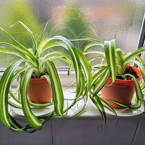 Rose 'fantastic at 60' Happy Birthday Rose Gift Wrapped With Huge Bow ...