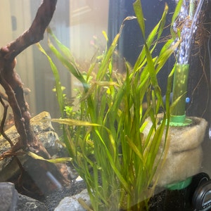 BUY 2 GET 1 FREE Corkscrew Val vallisneria Contortionisteasy Live ...