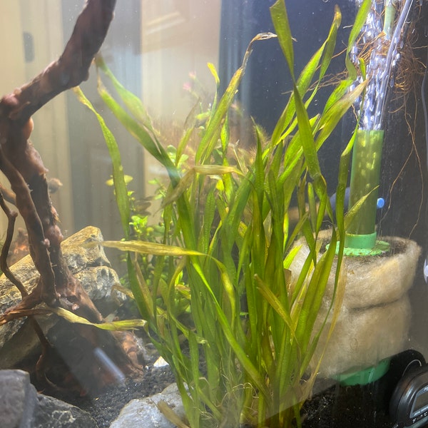 BUY 2 GET 1 FREE Corkscrew Val! (vallisneria Contortionist)-easy Live ...