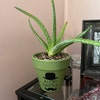 Aloe Gov'na Planter Pot - Etsy